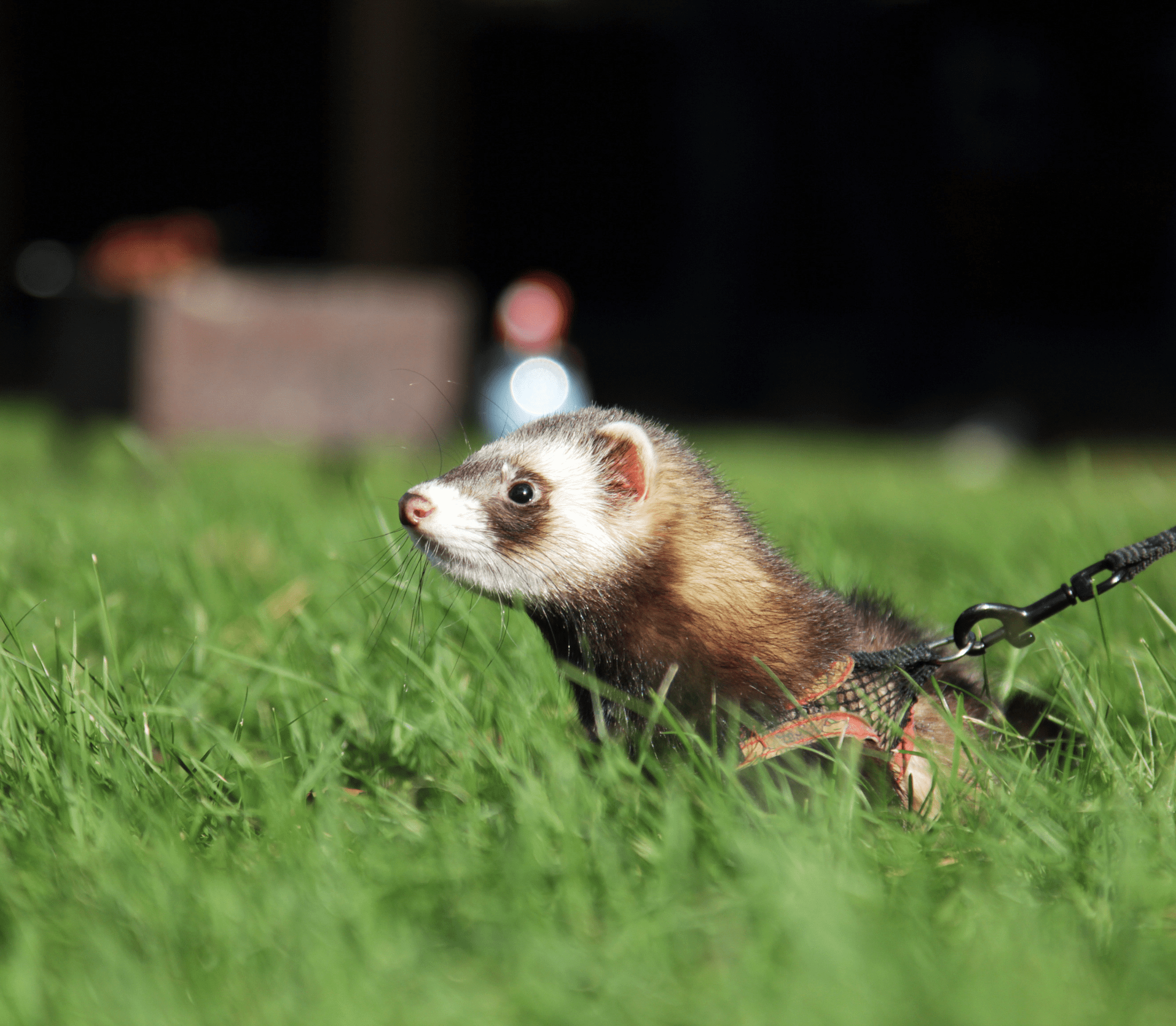 Ferret Running